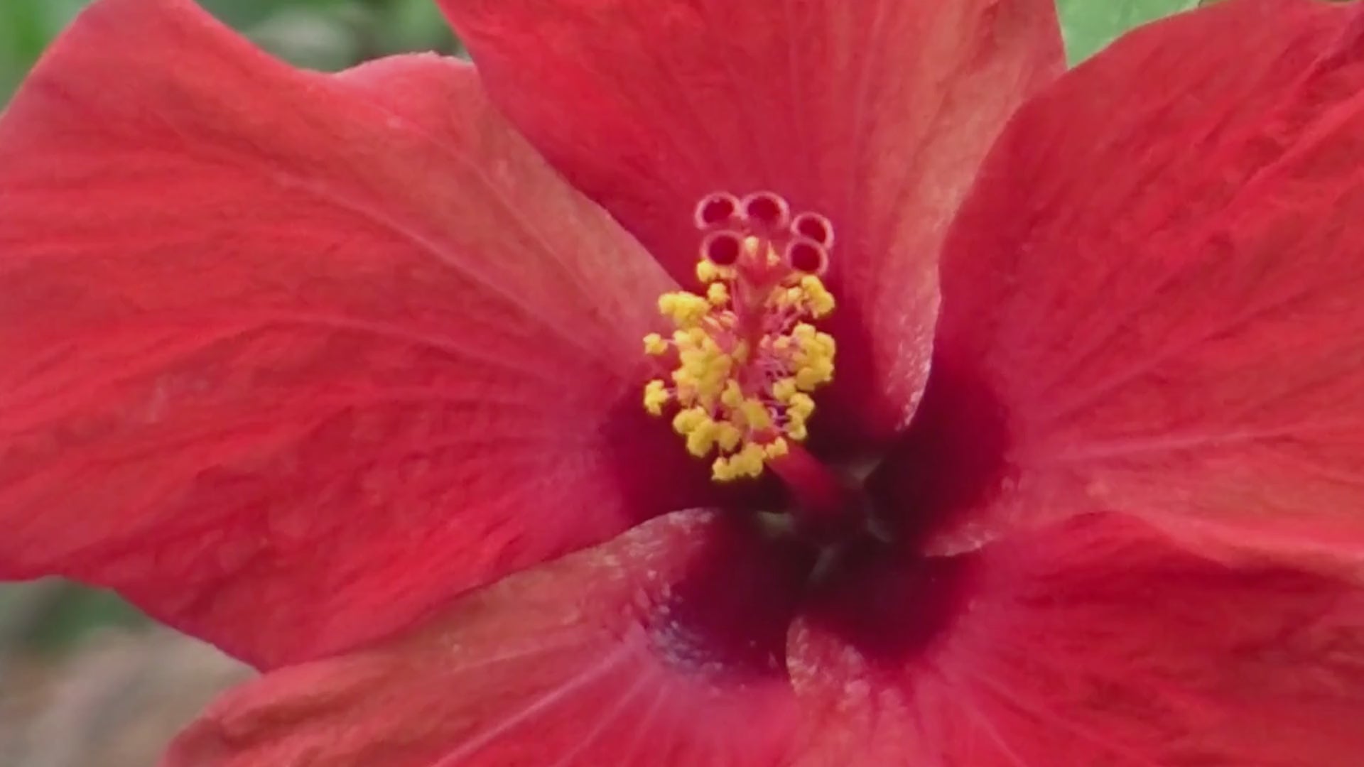 Pua - Skin | Polynesian Skincare – Pua-Skin